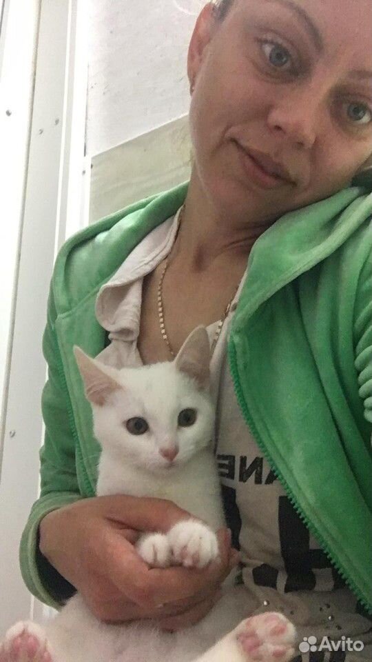 Белый котеночек