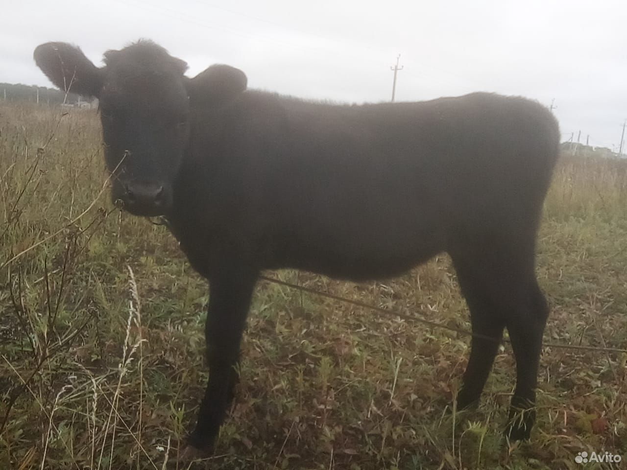 Телка пол года