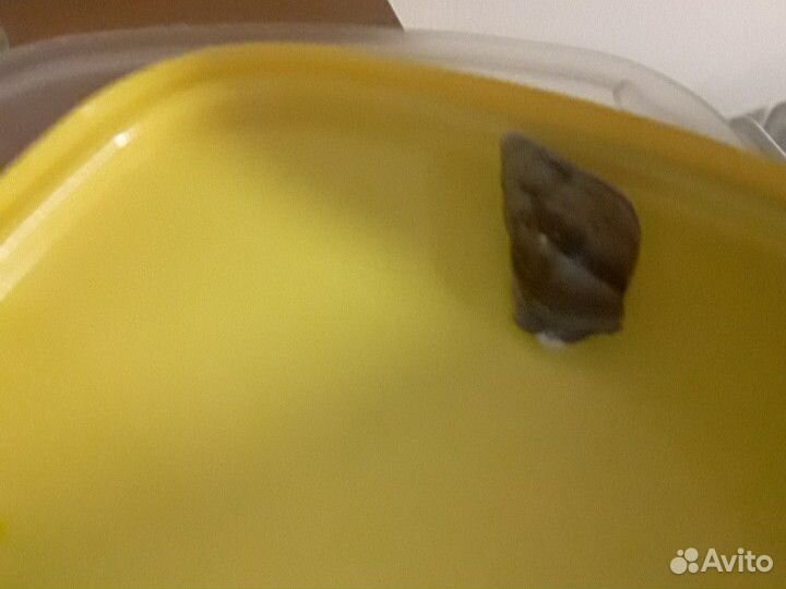 Улиткай ахатин