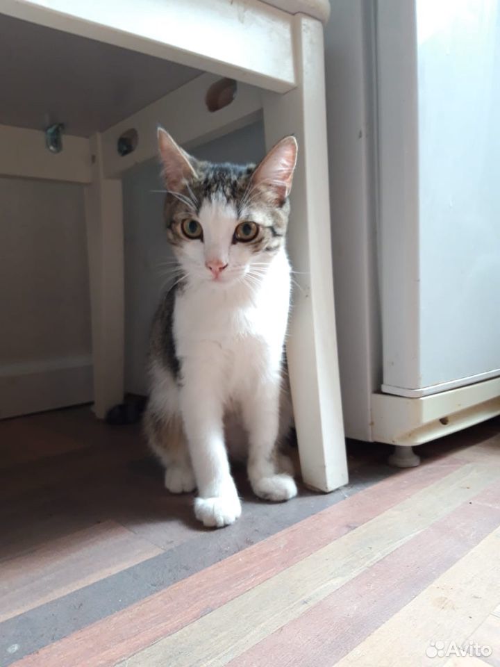 Котенок, 4,5 мес, мальчик (кошки, котята, кот, кот