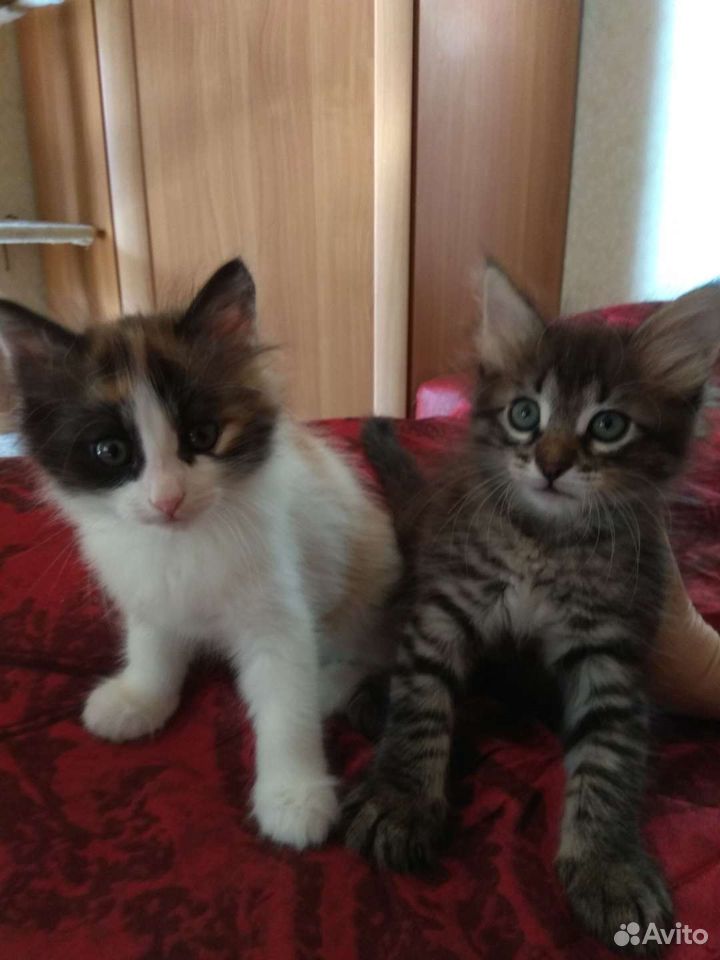 Котята