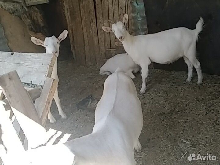 Козлята