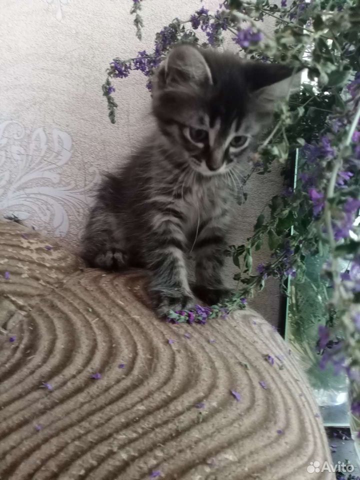 Кошечка-хаврошечка