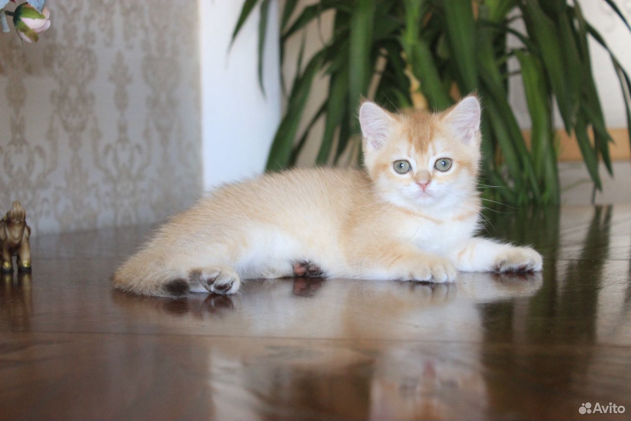 Шоколадное золото by11