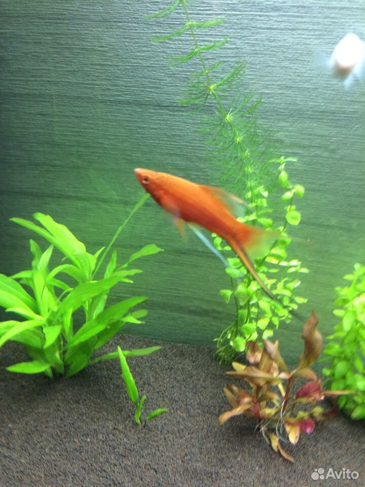 Продам меченосцев парочка