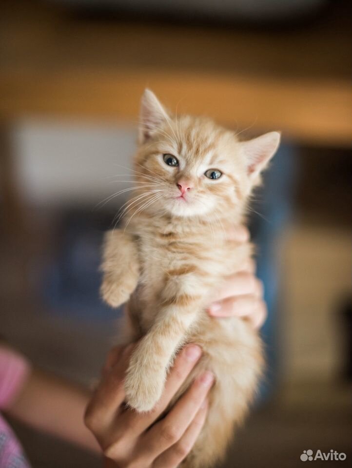 Рыжий котёнок