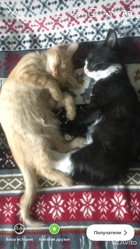 Двое Котят