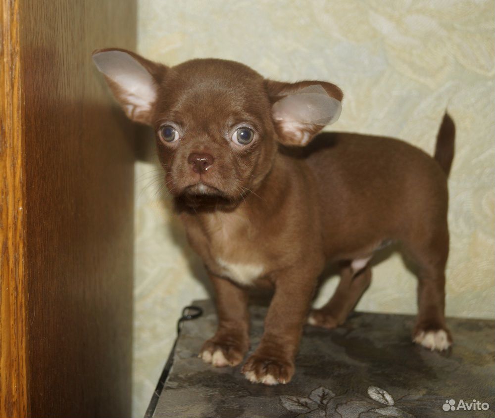 Мальчик Элвис