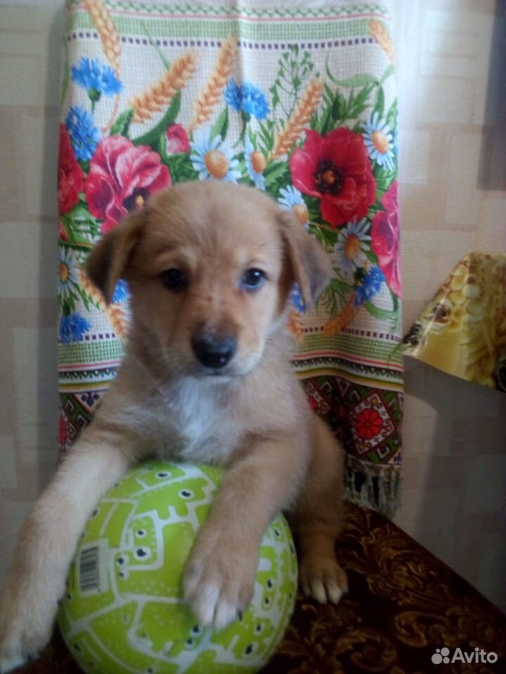 Собакамеьис в добрые руки