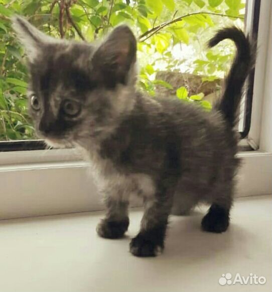 Котёнок девочка необычной расцветки