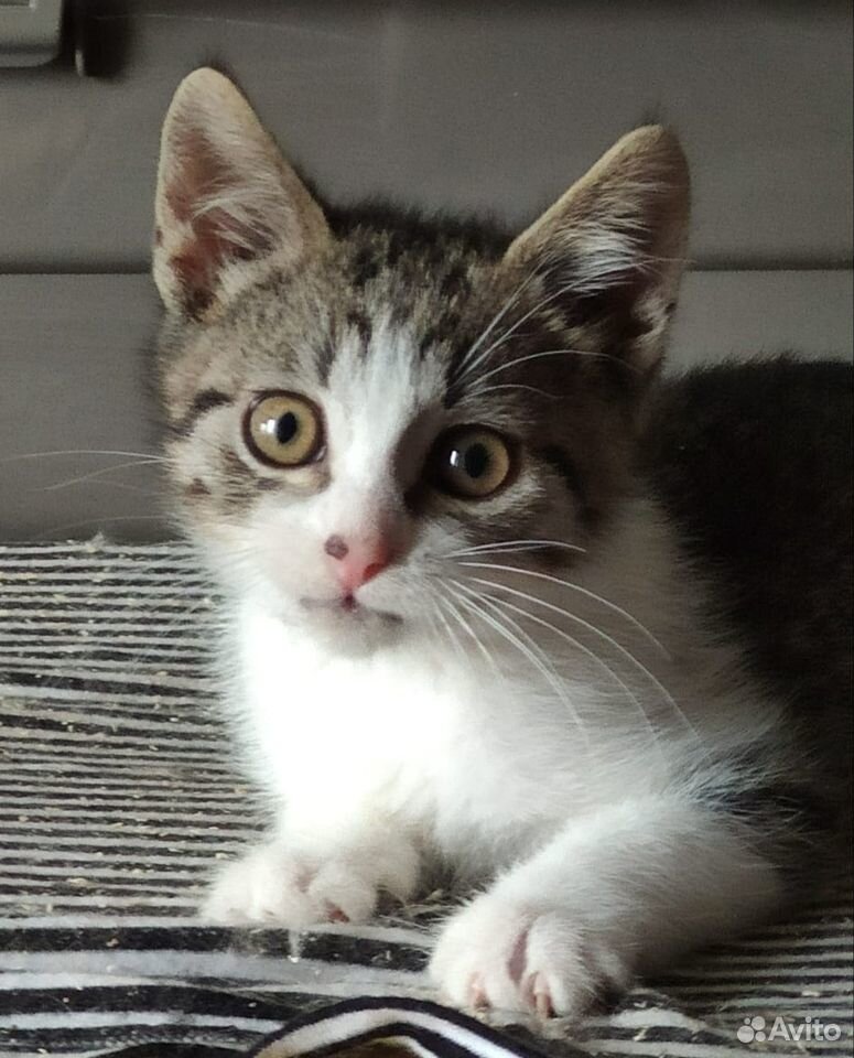 Котенок Зевс в добрые руки