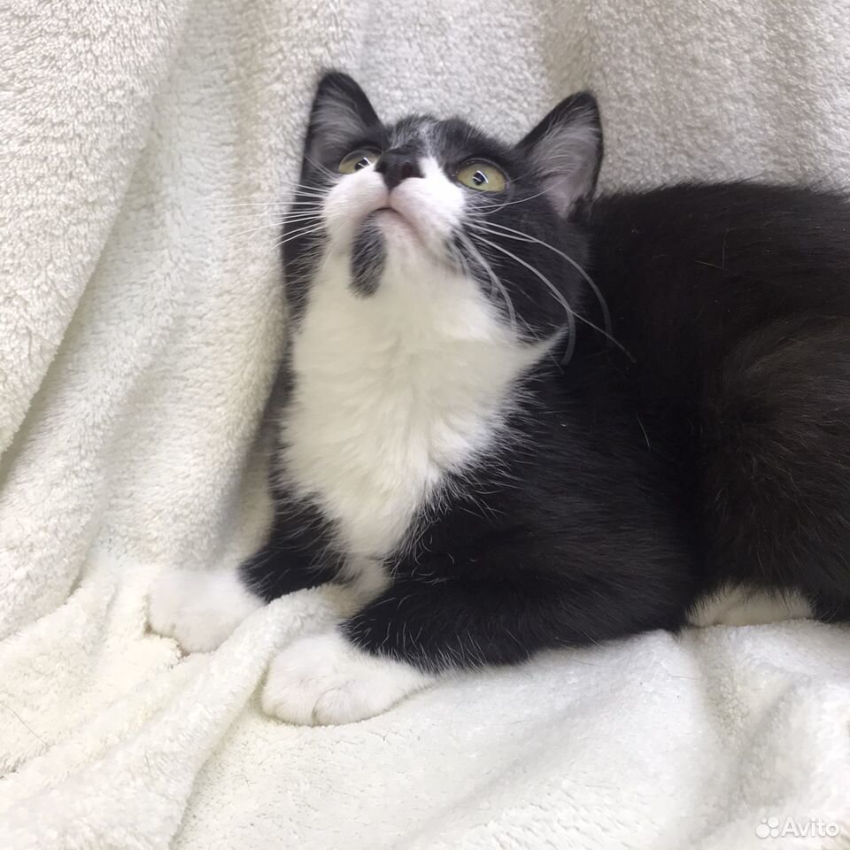 Феликс - Котёнок мальчик 5 месяцев