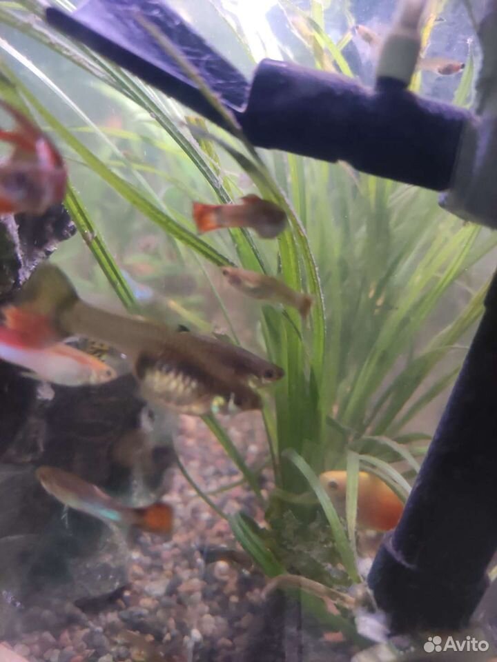Гуппи отдам