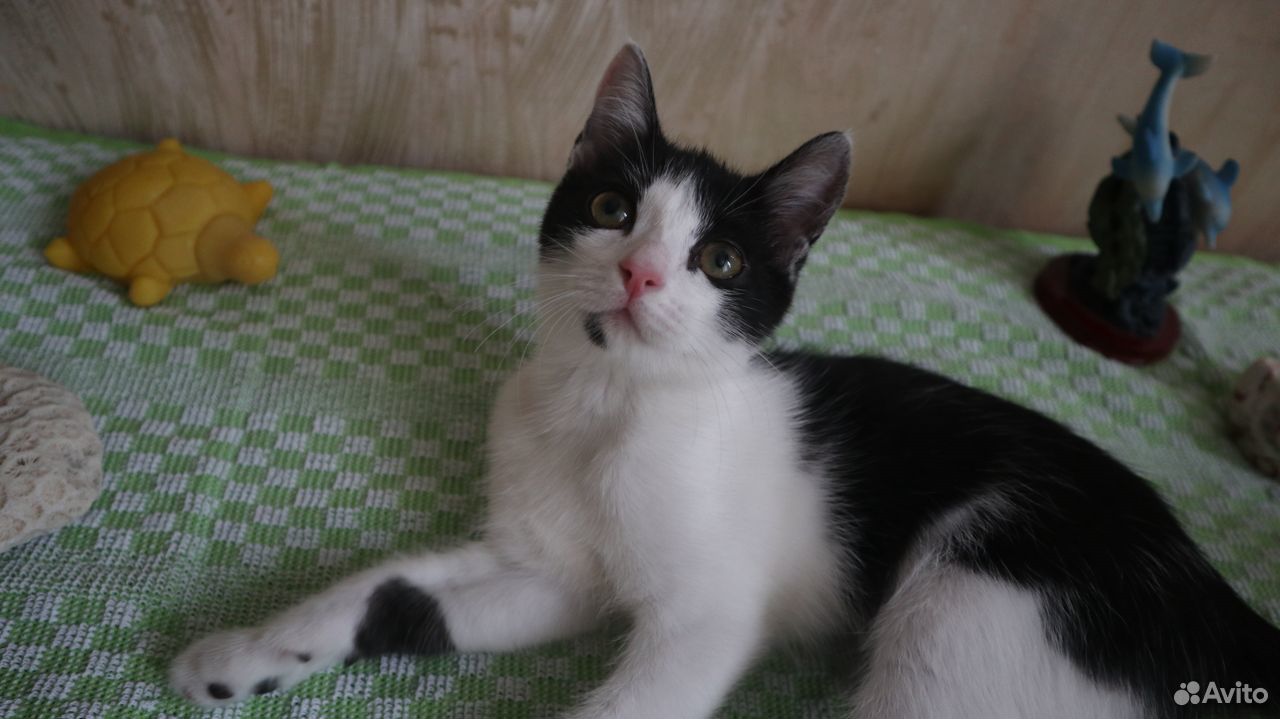 Жасминка ищет дом