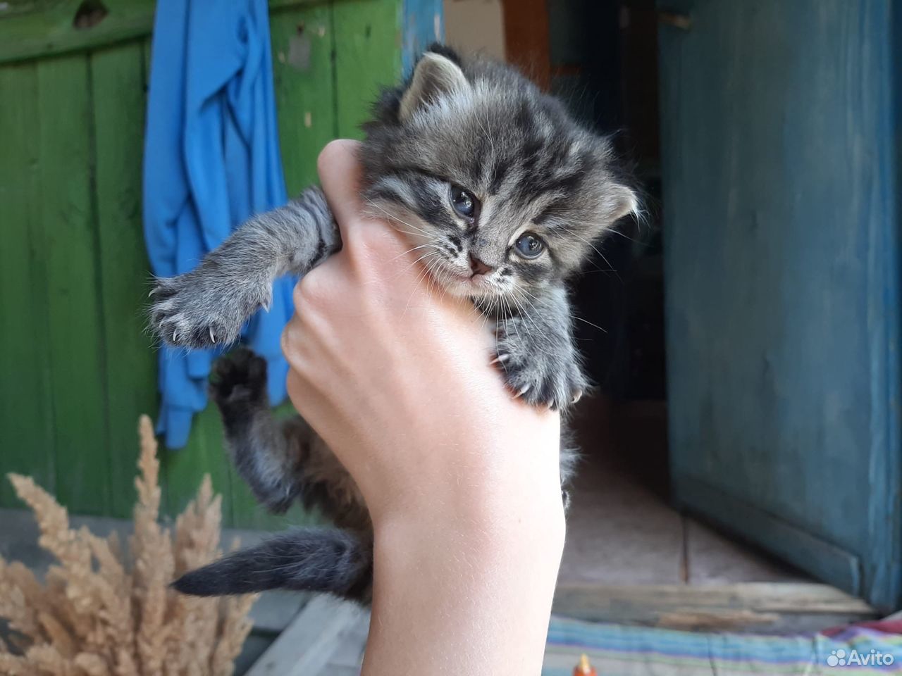 Котенок
