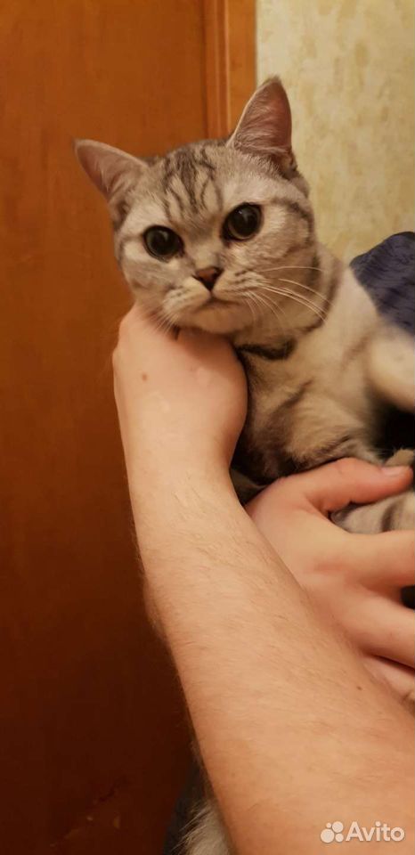 Котик молодой