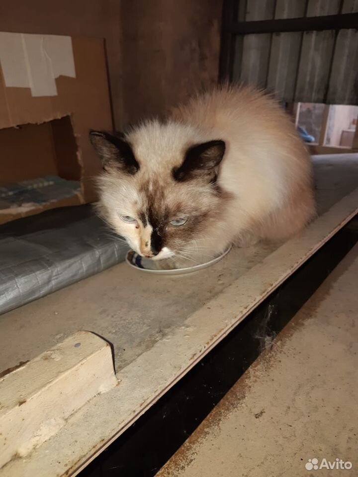 Нашёлся кот/кошка
