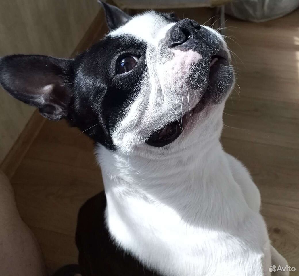 Бостон-терьер