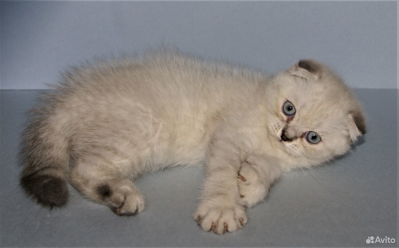 Шотландский котенок вислоухий шиншилла пойнт