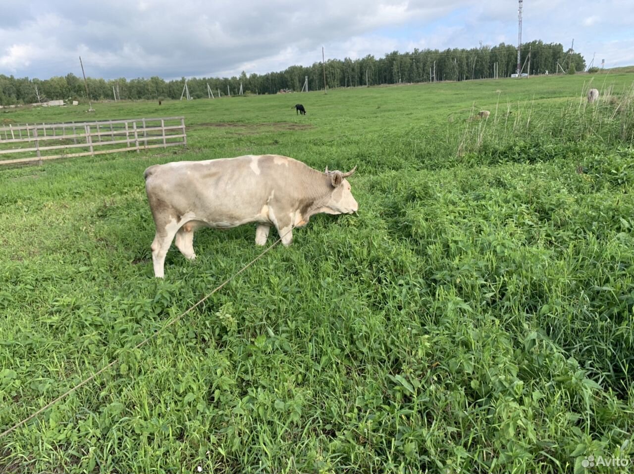 Корова сименталка