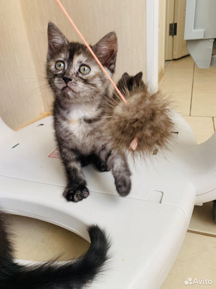 Котята в хорошие руки