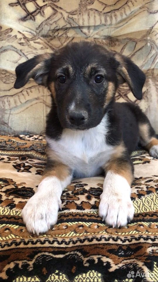 Отдам щенка