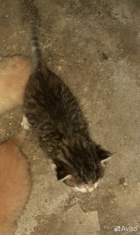 Котенок девочка