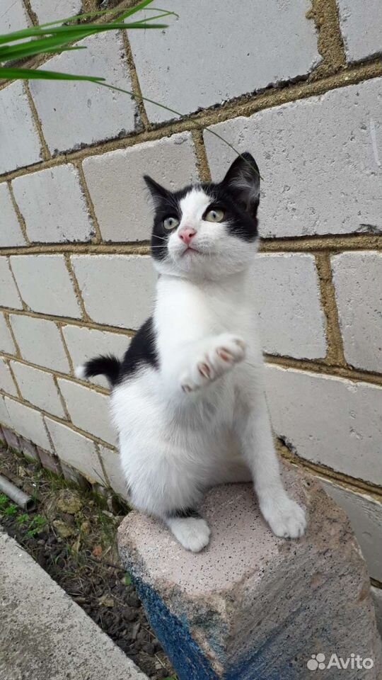 Котёнок
