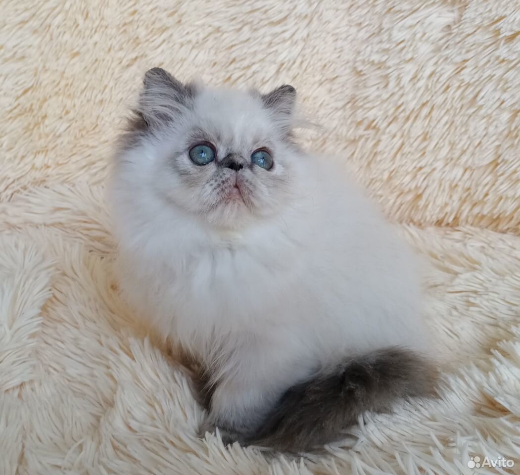 Гималайская куколка