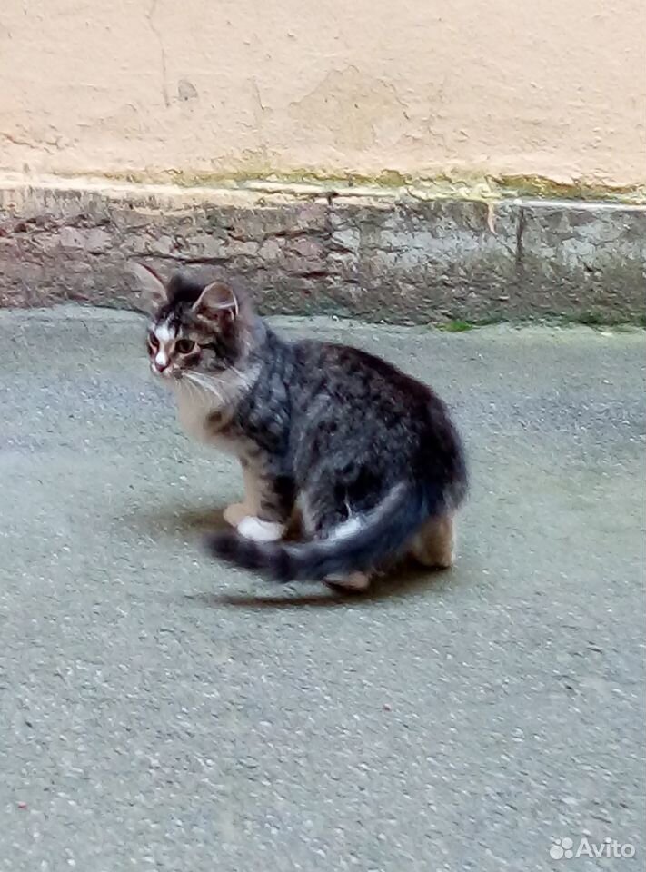 Которебенок Василий или Василиса