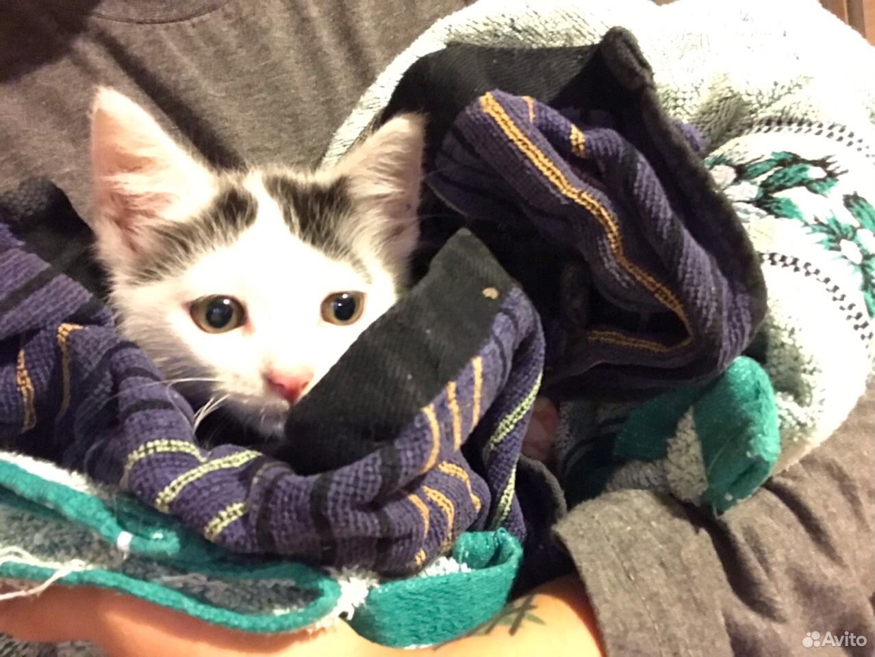 Котята