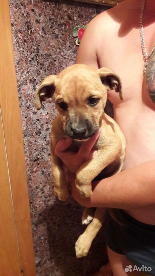 Стаффаршидский терьер