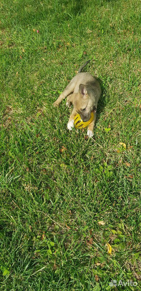 Отдам в добрые руки