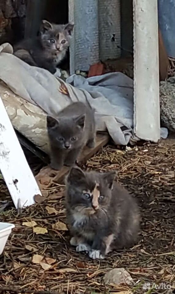 Котята в добрые руки