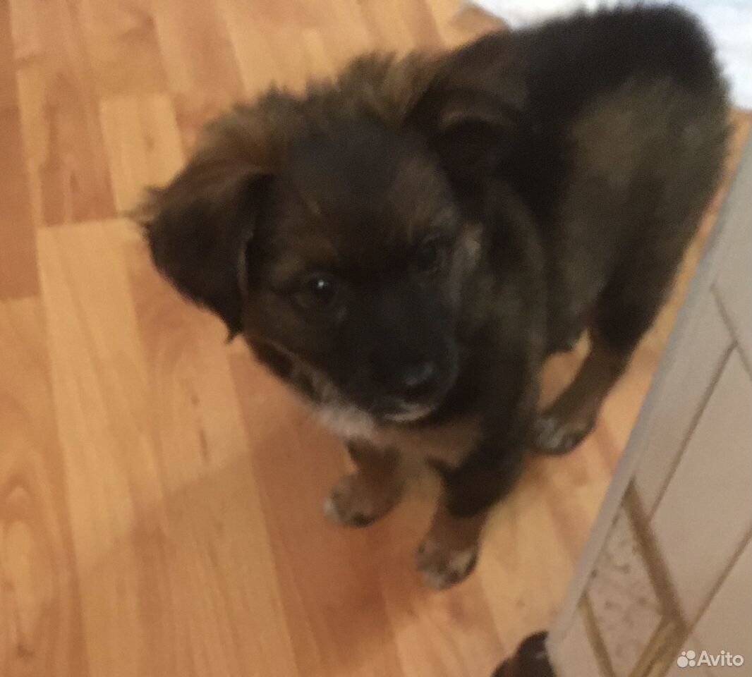 Щенок в хорошие руки