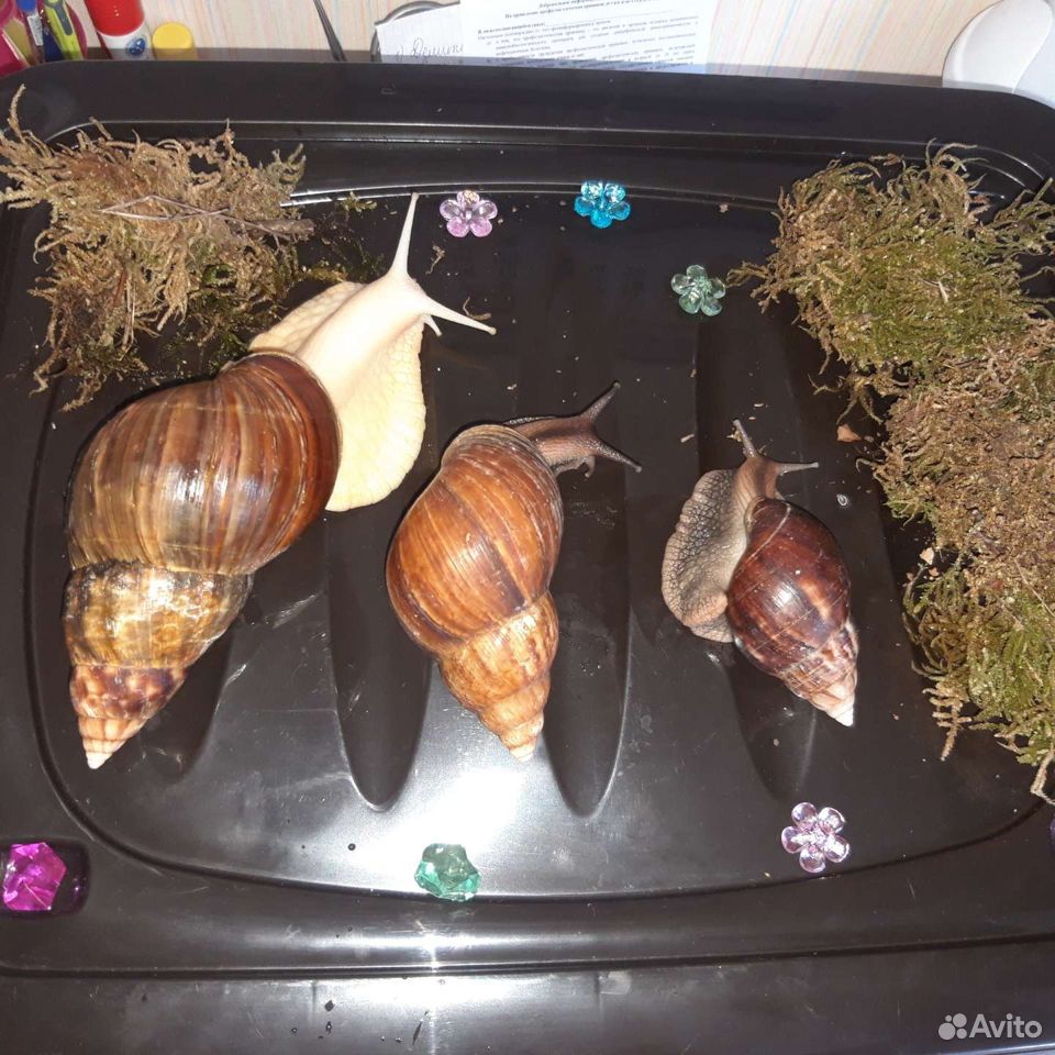 Улитки ахатины