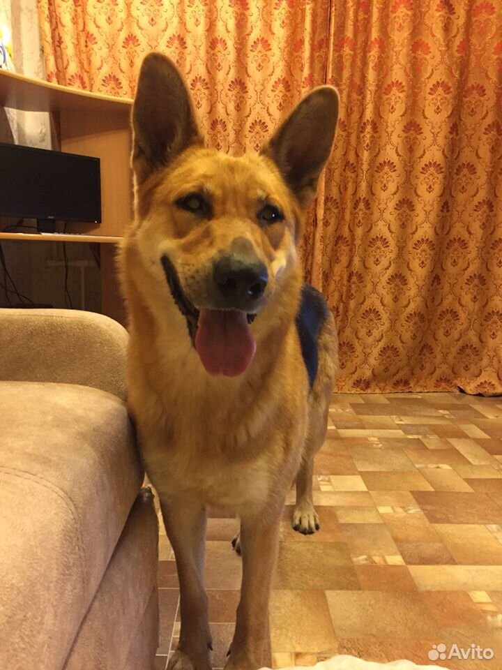 Собака с печальной судьбой