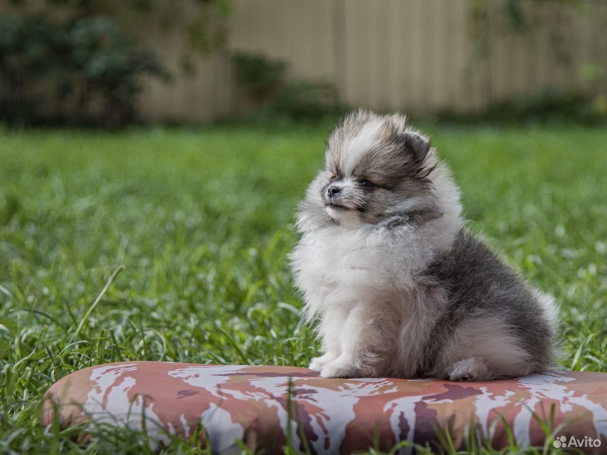 Мальчик супер мини пом