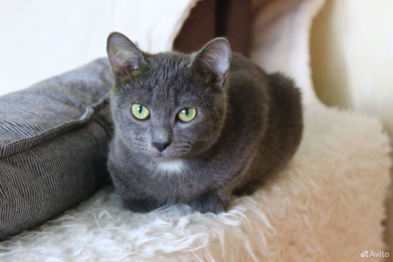 Котёнок Плутоша, 4.5 месяца