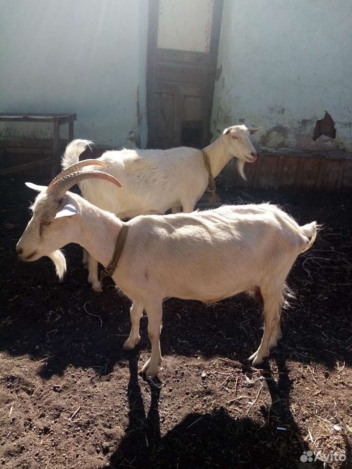 Коза. козлята