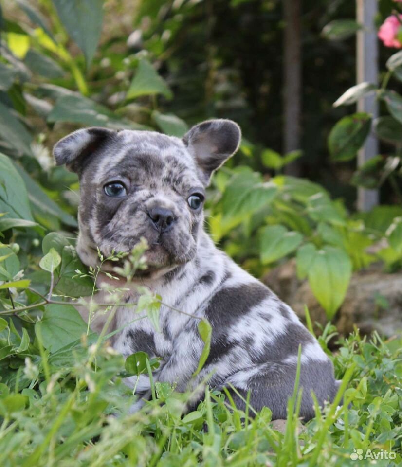 Эксклюзивчик мальчик