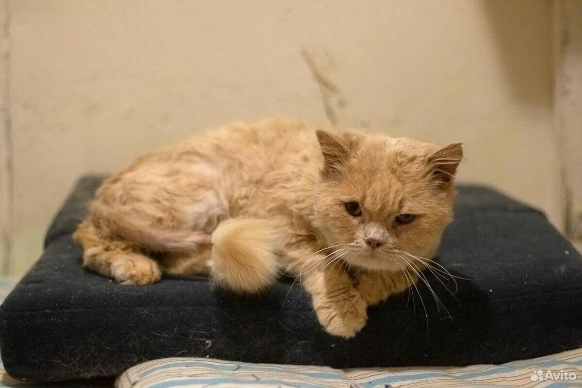 Мужественный кот-герой в добрые руки