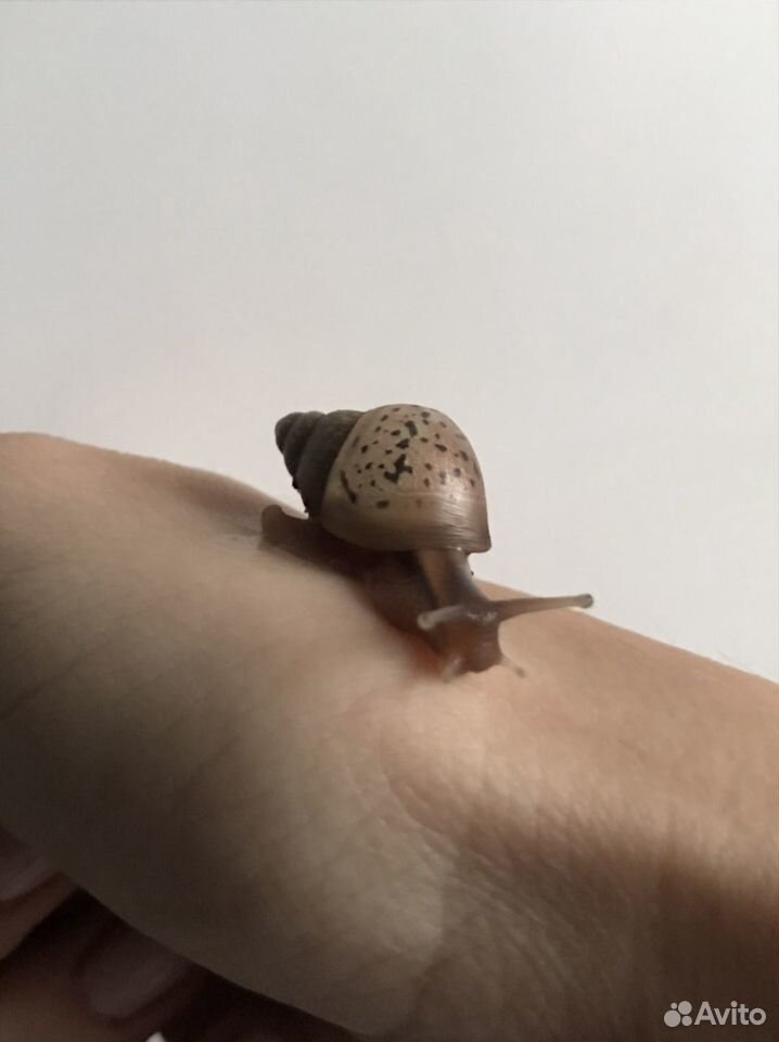 Улитки (Ахатина)