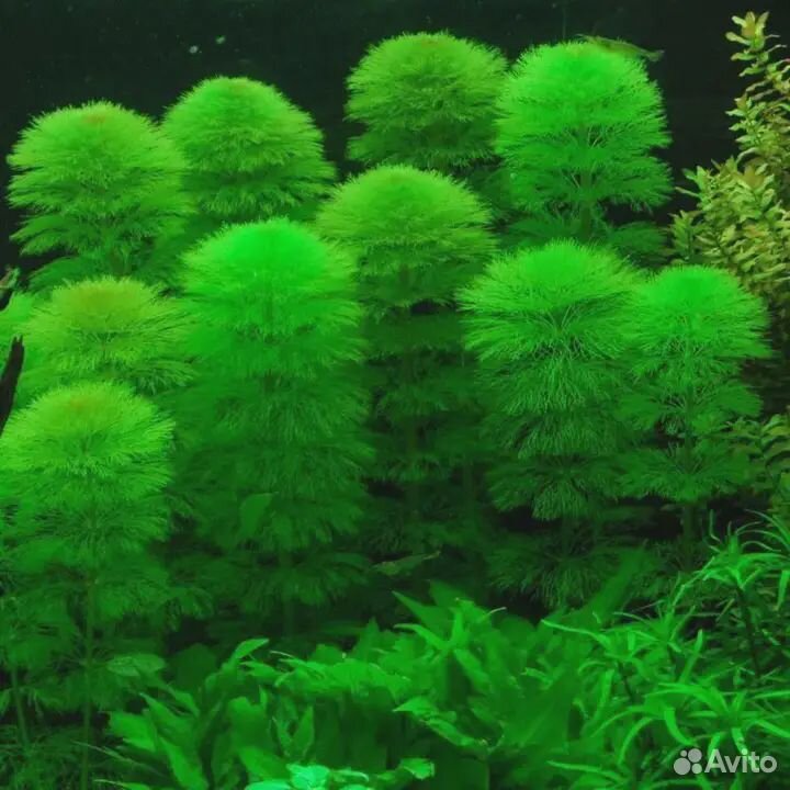 Аквариумное растение Амбулия