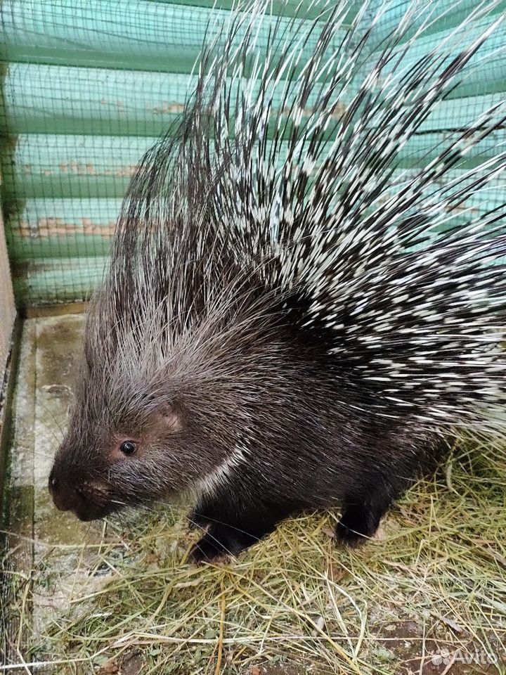Пушистый дикобраз ищет себе дом