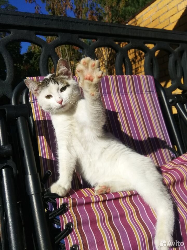 Котёнок, друг овчарки, в добрые руки