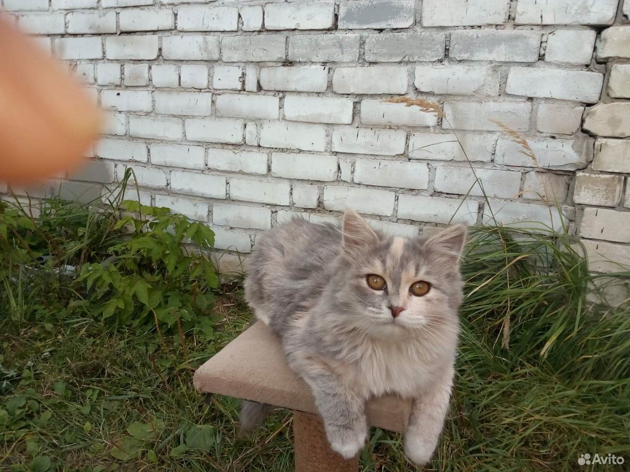 Милая красавица в добрые руки