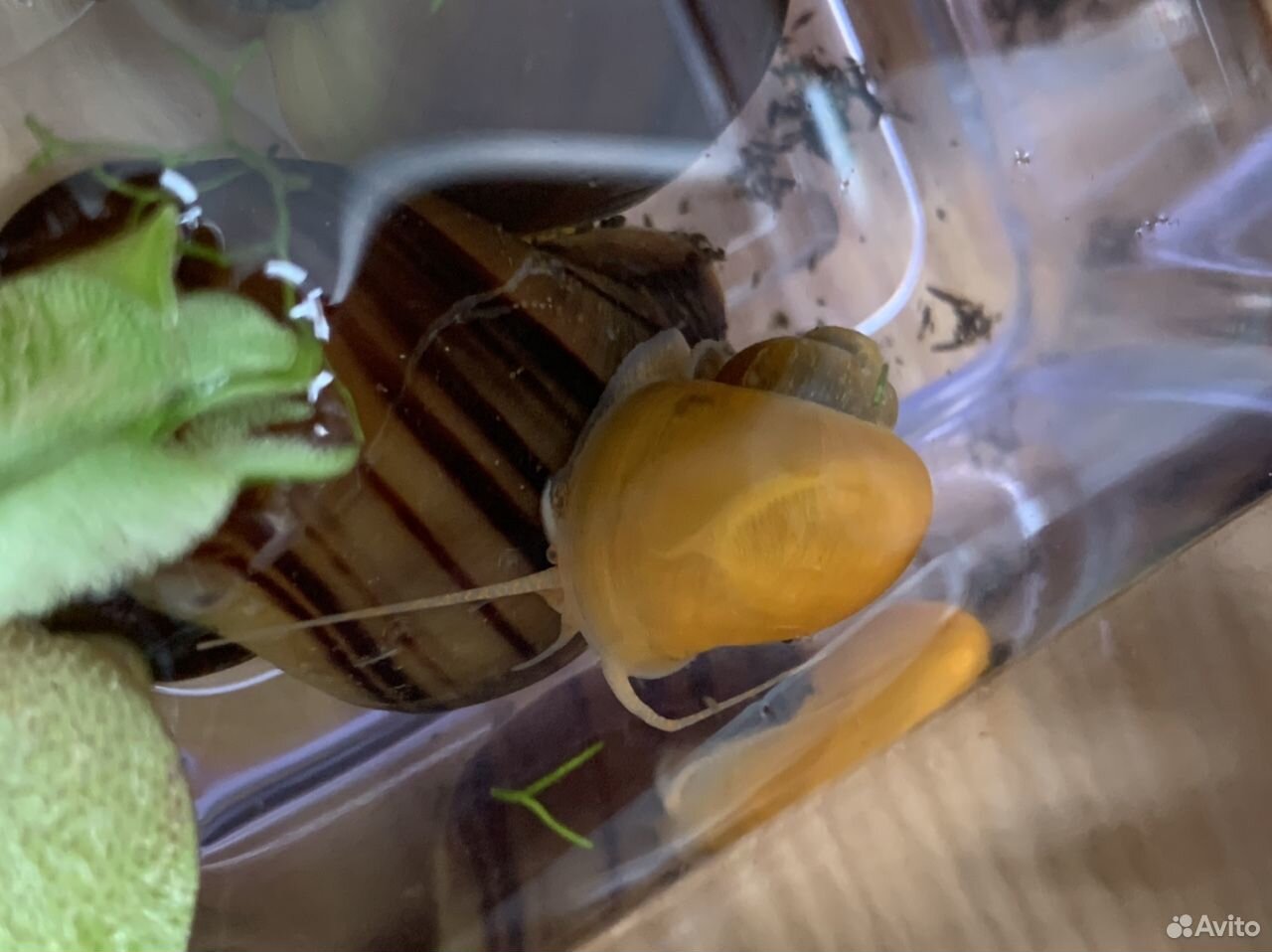 Маленькие ампулярии