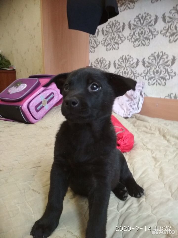 Щенок в добрые руки