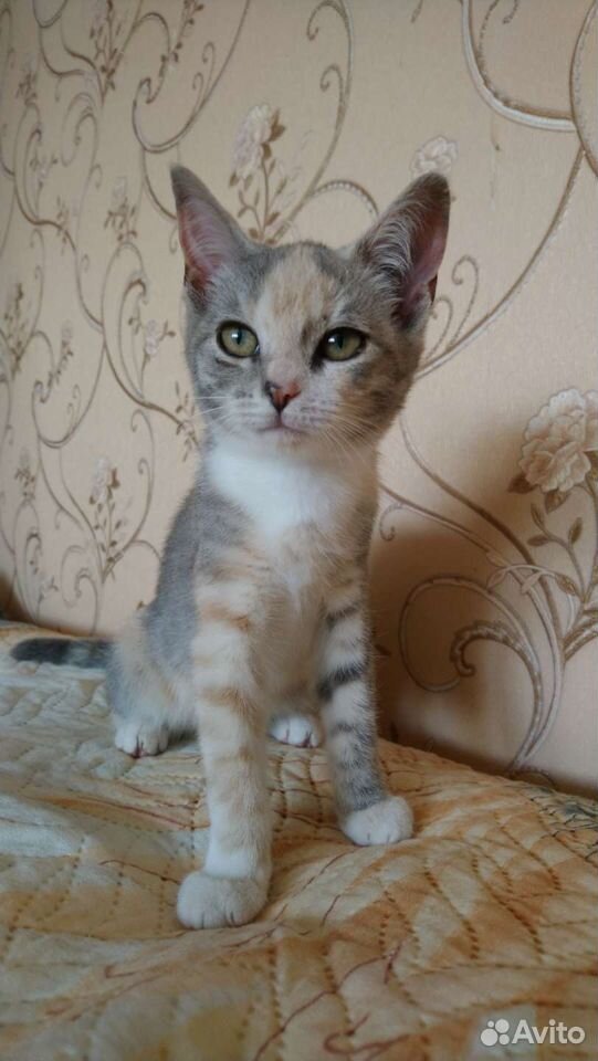Котенок в дар 1,5 мес девочка привезу